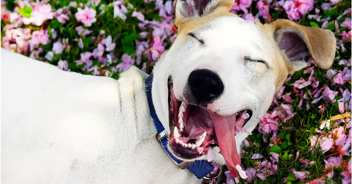 5 dicas essenciais para o bem estar do seu pet - Blog do Alair Corrêa